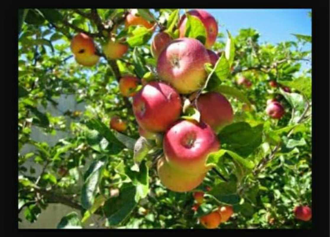 Jual obral Bibit Tanaman Buah Apel Ana Manalagi Malang di Seller putra ...