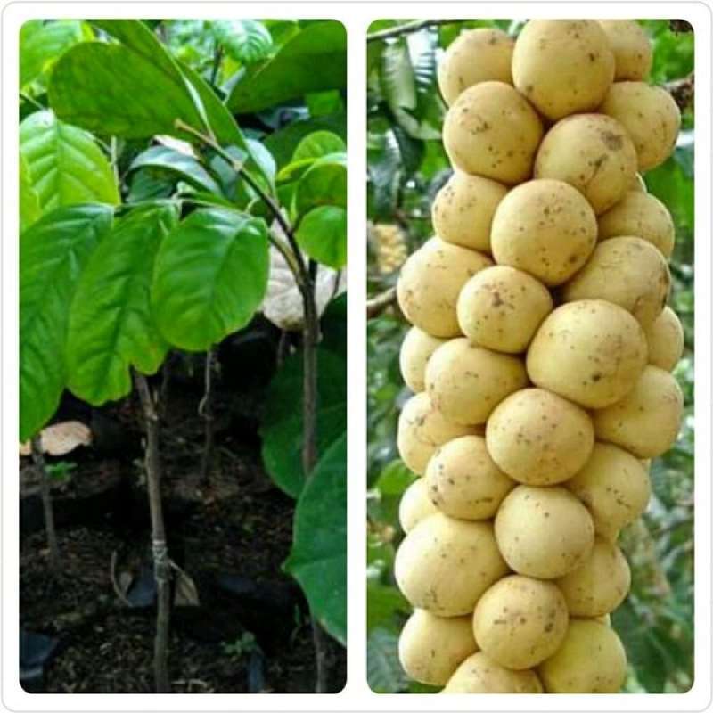 Jual bibit pohon tanaman buah cabe cabai gendot bendot gendol di Seller ...
