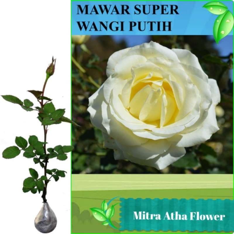 Jual Tanaman Hias - Bibit Bunga Mawar Super Wangi Putih di Seller rumah ...