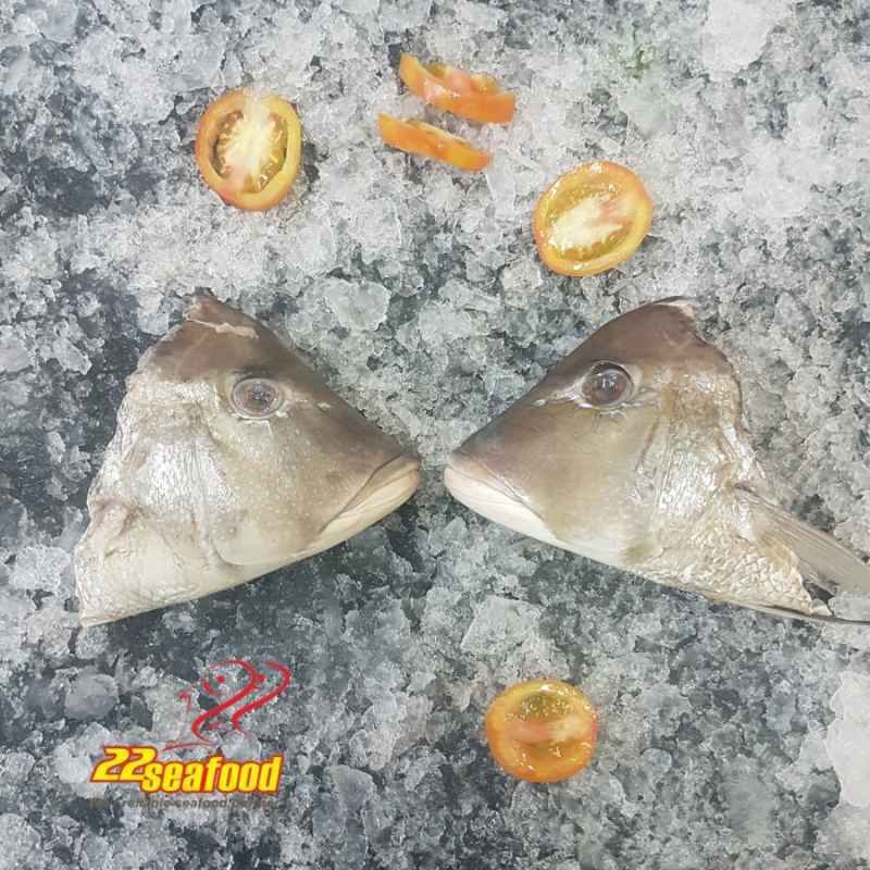 Jual Kepala Ikan Katamba/lencam 1kg - 22 Seafood Halal Di Seller 22 ...