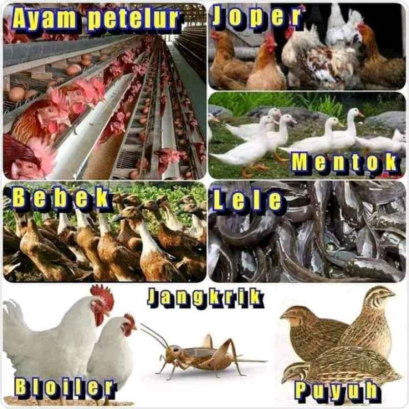 Jual pakan ternak/ikan JTI di Seller Toko sohib - Tembokrejo, Kab ...