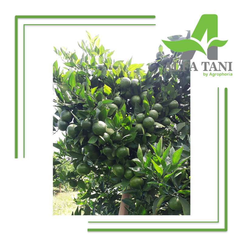 Jual Pupuk Yara Winner 50 Kg / Pupuk Grower Di Seller Toko Alfa Tani ...