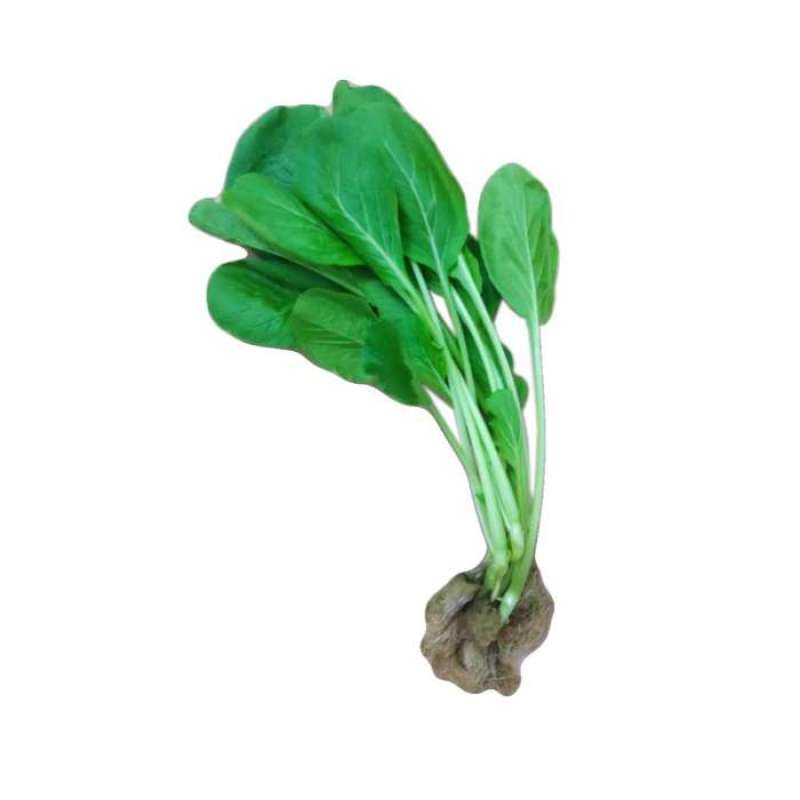 Jual Sawi Caisim Hidroponik 250 gr di Seller Pekerjaagro Farm - Koja ...