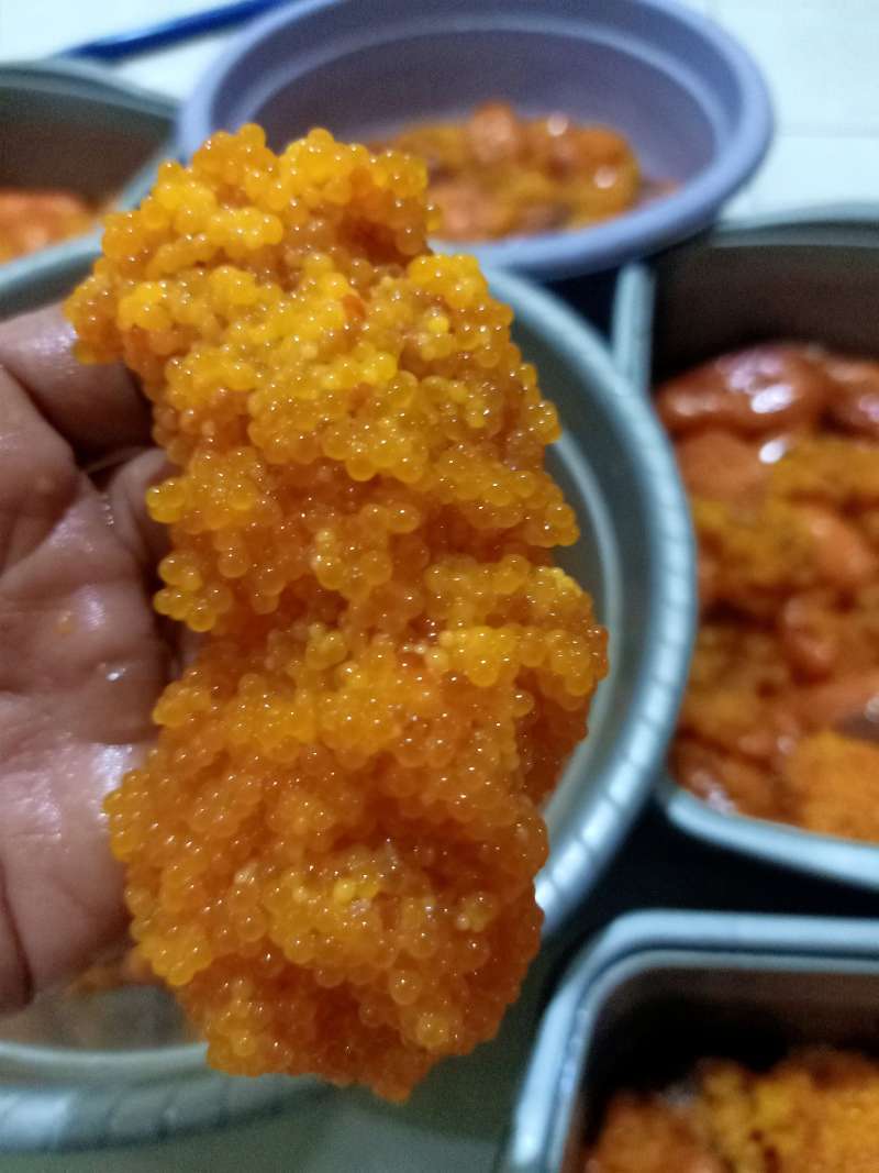 Promo Telur Ikan Sapu Sapu Murni Asli Frozen Atau Beku Larissangatamin