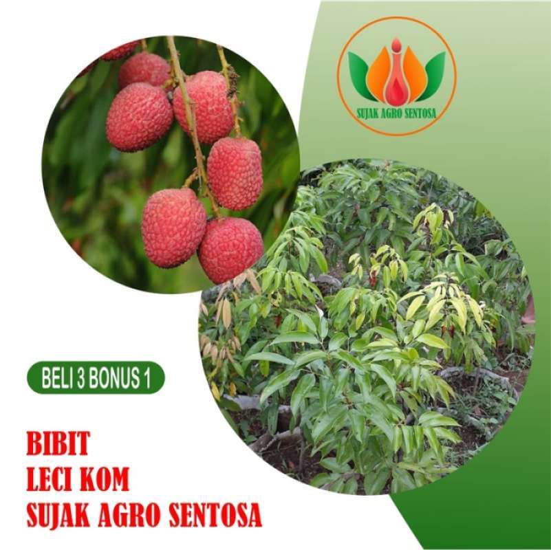 Bibit Pohon Leci