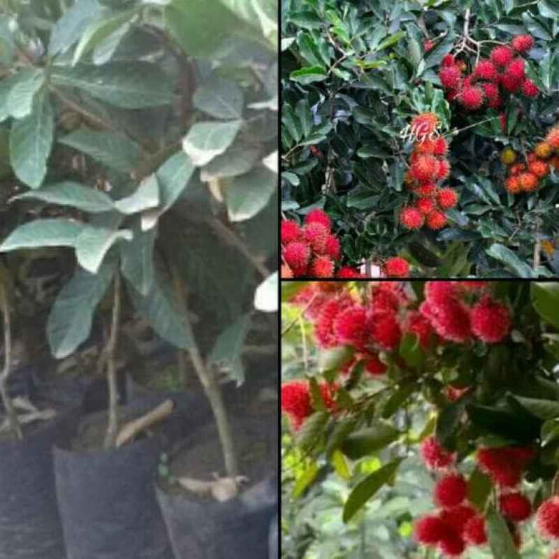 Jual OBRAAALL Bibit Tanaman Buah Rambutan Rapiah Pohon Rambutan Rapiah ... Jual OBRAAALL Bibit Tanaman Buah Rambutan Rapiah Pohon Rambutan Rapiah ...