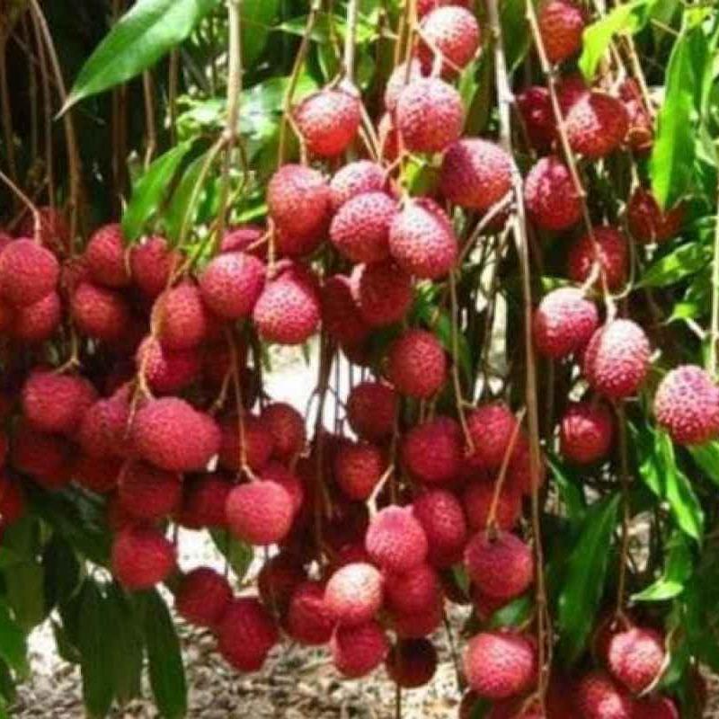 Jual Bibit Tanaman Buah Rambutan Rapiah/bibit Super Unggul! Di Seller ... Jual Bibit Tanaman Buah Rambutan Rapiah/bibit Super Unggul! Di Seller ...