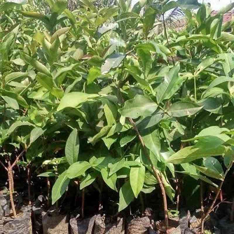 Jual Bibit tanaman buah jambu air citra merah di Seller griya bibit2 ...