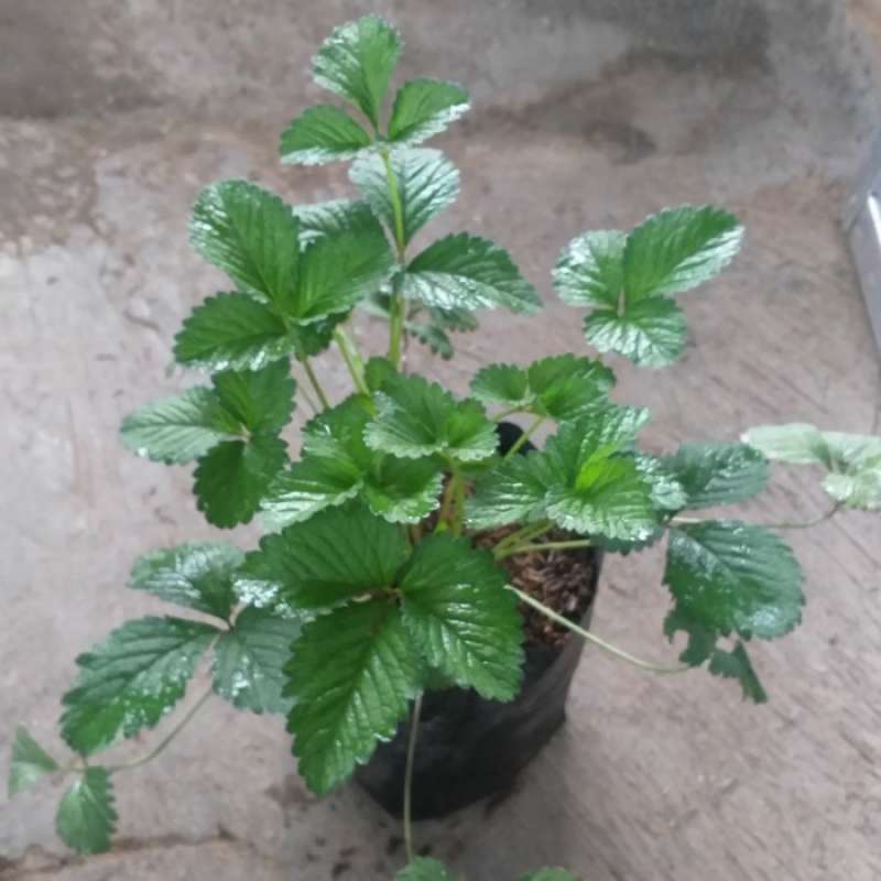 Jual Bibit Tanaman Buah Berry/Jenis Raspberry di Seller karinabibit ...