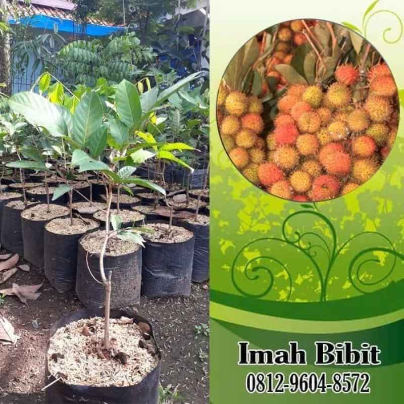 Jual Bibit tanaman rambutan rapiah pohon rambutan rapiah di Seller ... Jual Bibit tanaman rambutan rapiah pohon rambutan rapiah di Seller ...