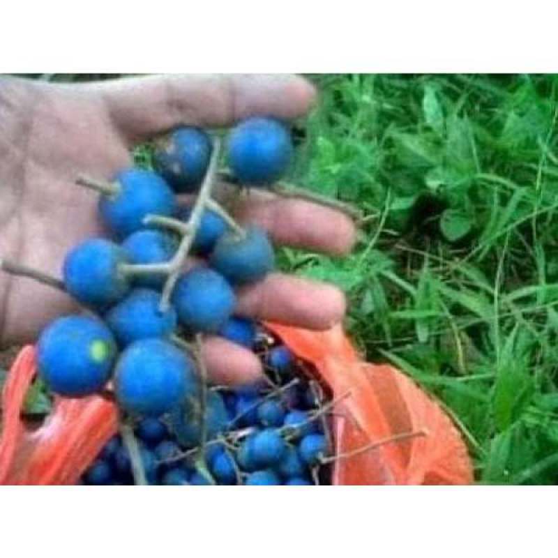 Jual Jual! Bibit Tanaman Buah Jenitri Genitri Estu! Di Seller ...