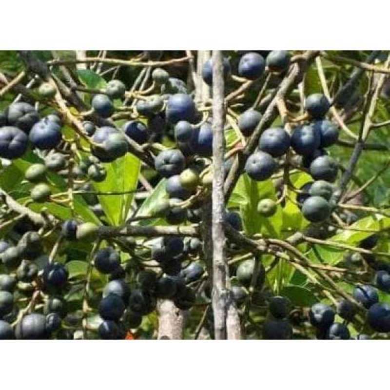 Jual Jual! Bibit Tanaman Buah Jenitri Genitri Estu! Di Seller ...
