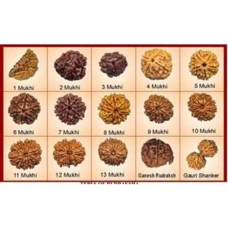 Jual Jual! Bibit Tanaman Buah Jenitri Genitri Estu! Di Seller ...