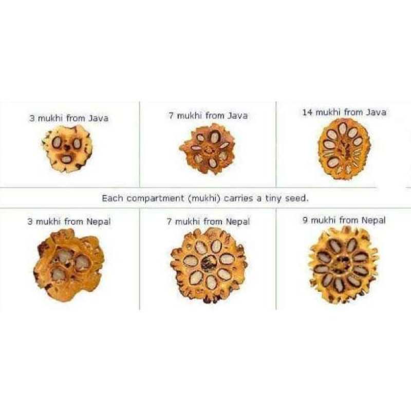 Jual Jual! Bibit Tanaman Buah Jenitri Genitri Estu! Di Seller ...