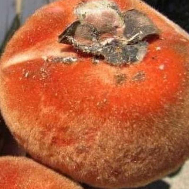 Jual Kw Asli Bibit Tanaman Buah Bisbul Atau Buah Mentega Lezat Ecer di ... Jual Kw Asli Bibit Tanaman Buah Bisbul Atau Buah Mentega Lezat Ecer di ...