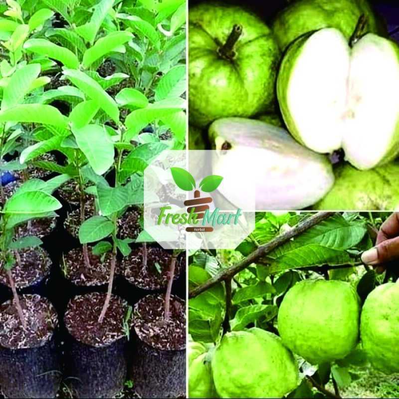 Jual Bibit Pohon Jambu Kristal Putih - Buah Jambu - Tanaman Jambu ...