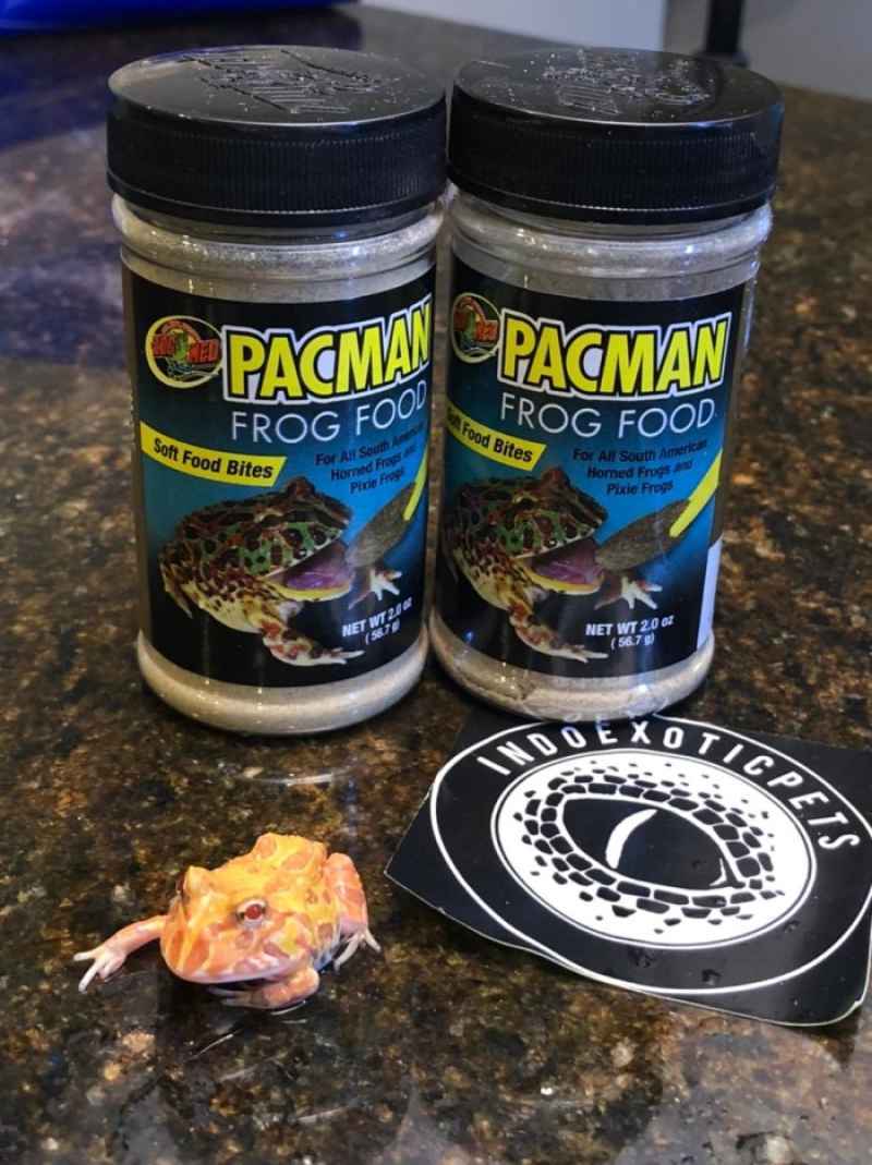 Zoomed Pacman Frog Food