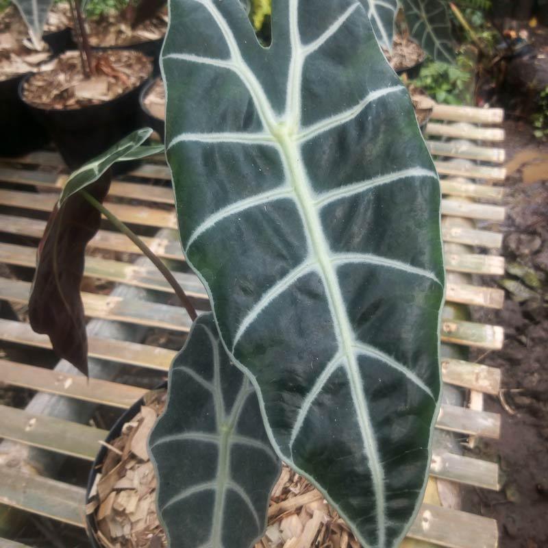 Jual ZPLANT Keladi Amazon Daun Keladi Liku Bibit Tanaman Hias di Seller ...