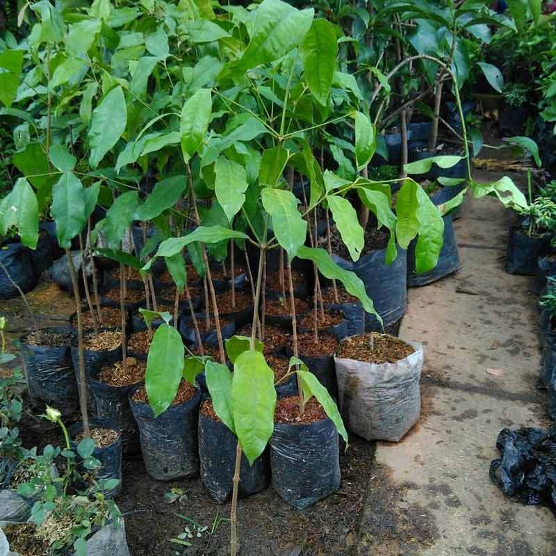 46+ Gambar Tanaman Melinjo Super Keren - Informasi Seputar Tanaman Hias