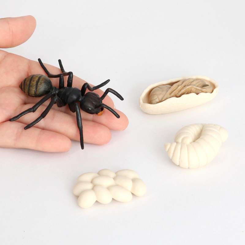 Jual Simulation Ant Growth Life Cycle Figures Imagination Toy For Kids ...