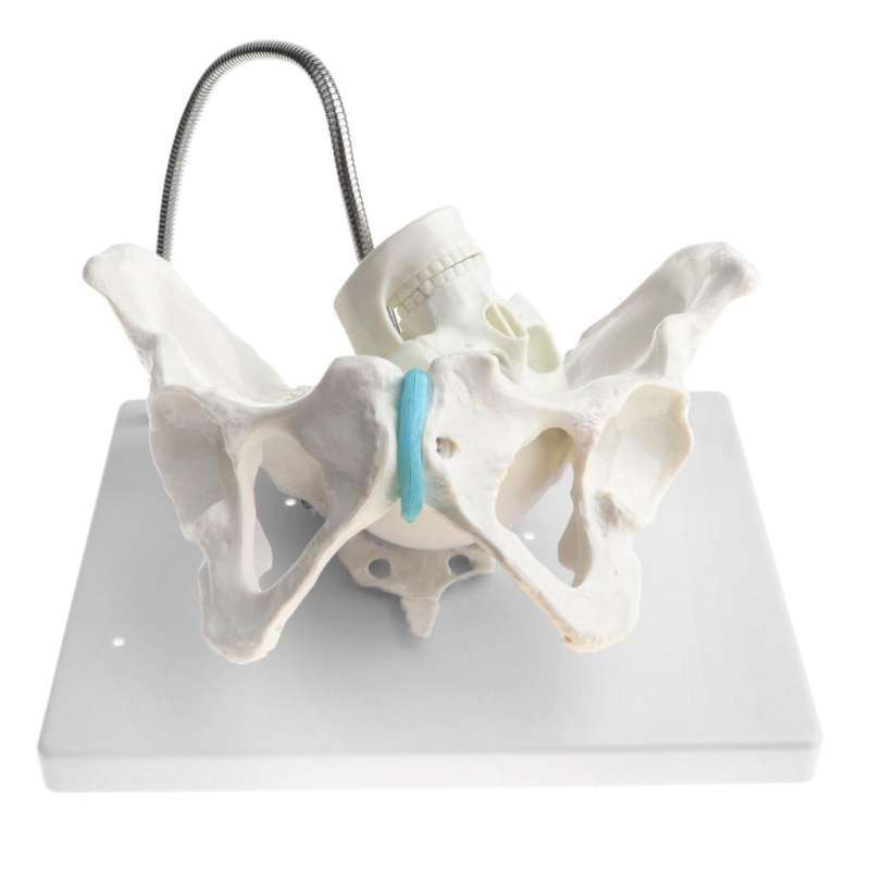 Promo Female Pelvis with Baby Head | Pelvic Skeleton Model | Lifesize ...