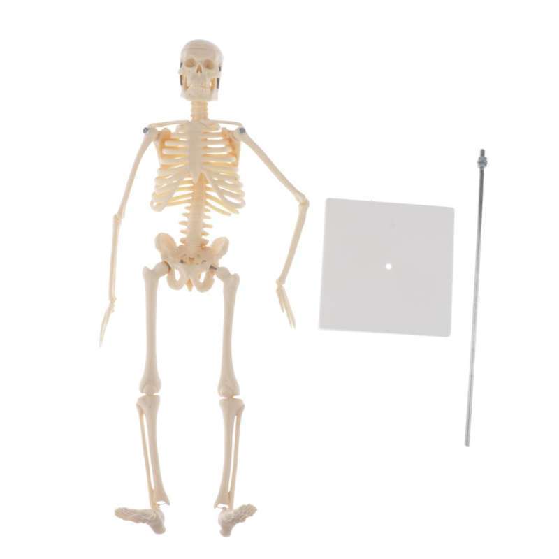 Promo Educational 45cm Human Body Skeleton Model Kit wIth Base Anatomy Toys Diskon 17% di Seller ...