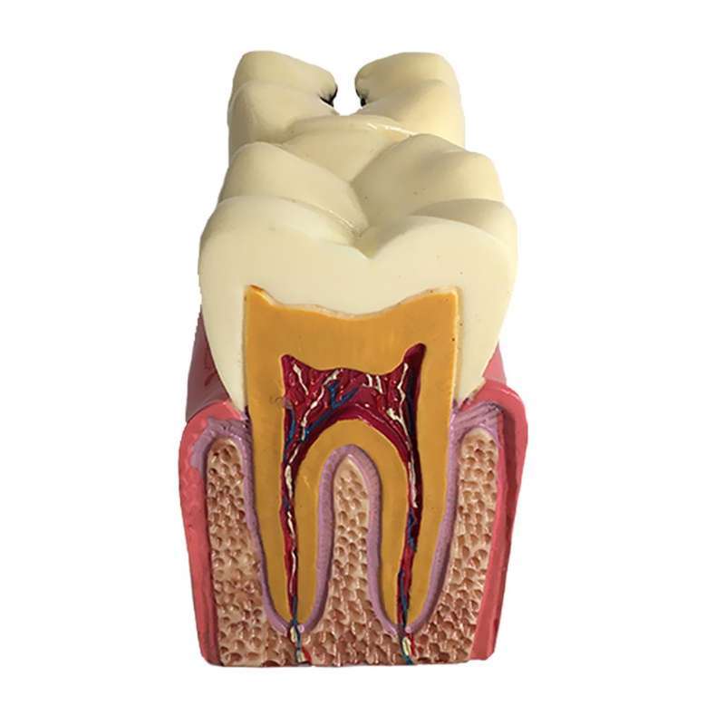 Promo Large Teeth Model Dortor Display Student Teaching Learning 2 ...