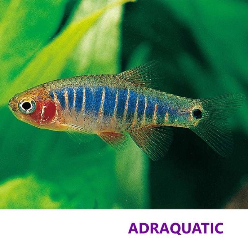 Jual IKAN HIAS RASBORA EMERALD ERYTHROMICRON DWARF DANIO AIR TAWAR di ...
