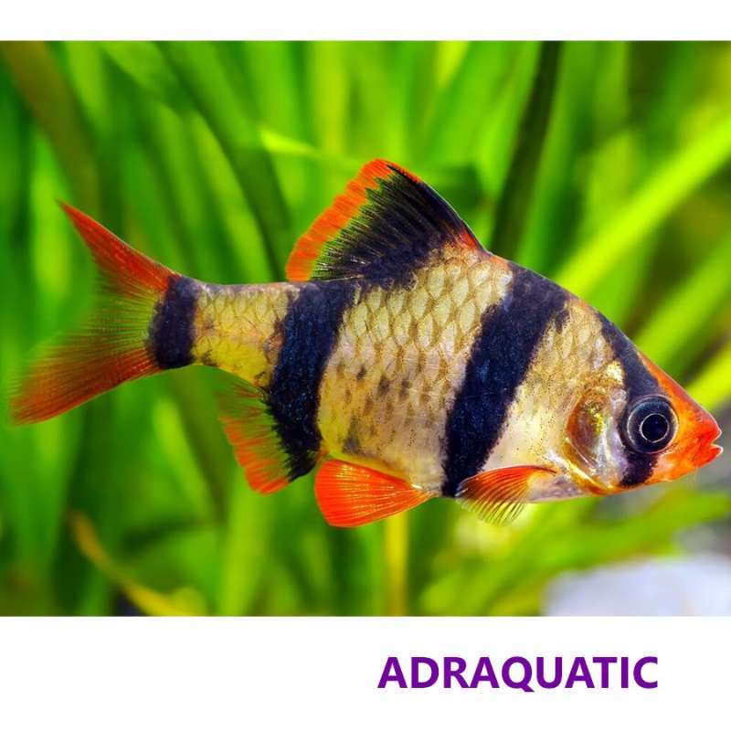 Jual IKAN HIAS SUMATRA SUMATERA TIGER BARB PUNTIGRUS TETRAZONA AIR ...