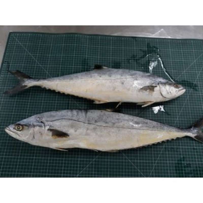Jual Talang Fillet 500 gram (Queen fish) - 22 Seafood di Seller 22 ...
