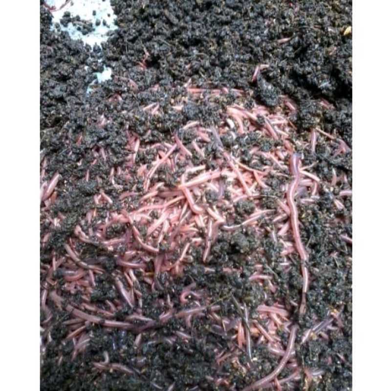 Promo Pupuk Organik Kompos Kascing - Vermicompos Diskon 17% Di Seller ...