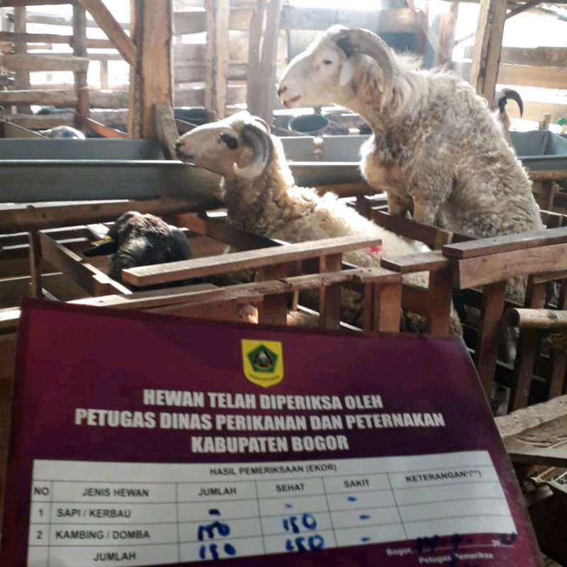 Jual Domba Kambing Qurban Amanah Dan Sesuai Syariah - ±23-25 Kg Di ...