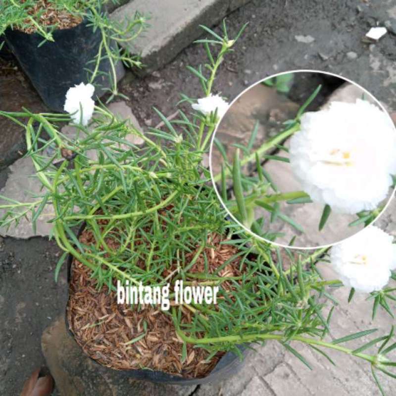 Promo Tanaman bunga Moss rose/sutra bombai portulaka tumpuk putih ...