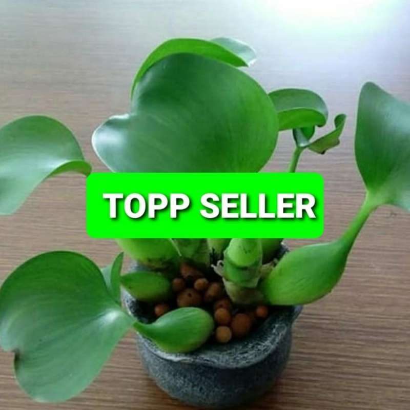 Jual Tanaman Enceng Original Murah - Harga Diskon April 2024 | Blibli.com