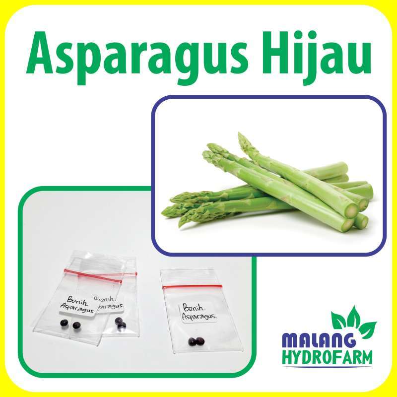 Promo Benih Asparagus Hijau Unggulan berkualitas biji bibit hydroponik ...