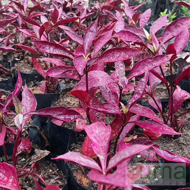 Jual Tanaman Hias Erpah Merah I Alternanthera Dentata Di Seller Uma ...