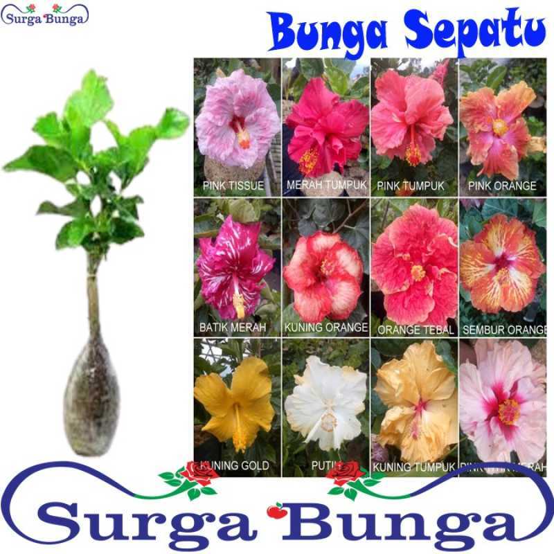 Promo Tanaman Hibiscus Bunga Sepatu Tumpuk Diskon 5% Di Seller ...