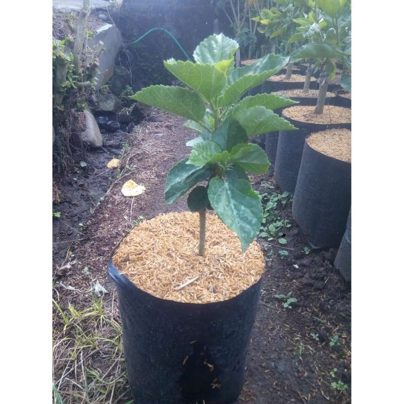 Promo Tanaman Hibiscus Bunga Sepatu Tumpuk Diskon 5% Di Seller ...