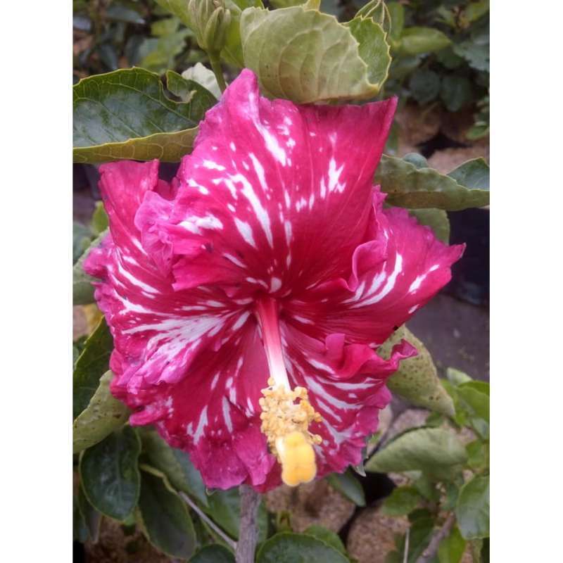 Promo Tanaman Hibiscus Bunga Sepatu Tumpuk Diskon 5% Di Seller ...