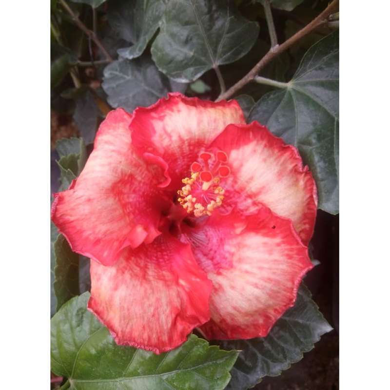 Promo Tanaman Hibiscus Bunga Sepatu Tumpuk Diskon 5% Di Seller ...