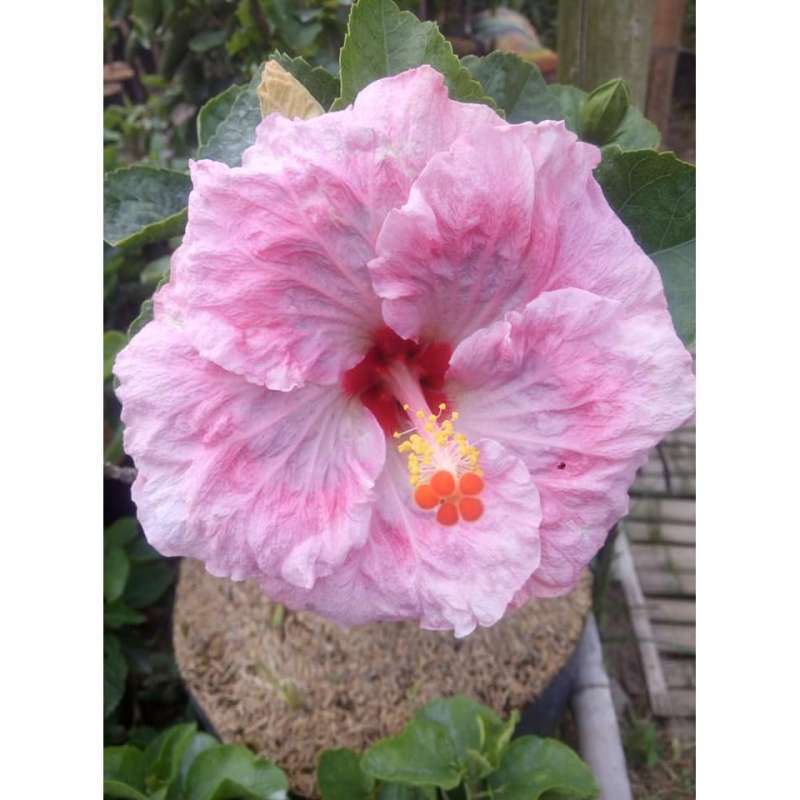 Promo Tanaman Hibiscus Bunga Sepatu Tumpuk Diskon 5% Di Seller ...