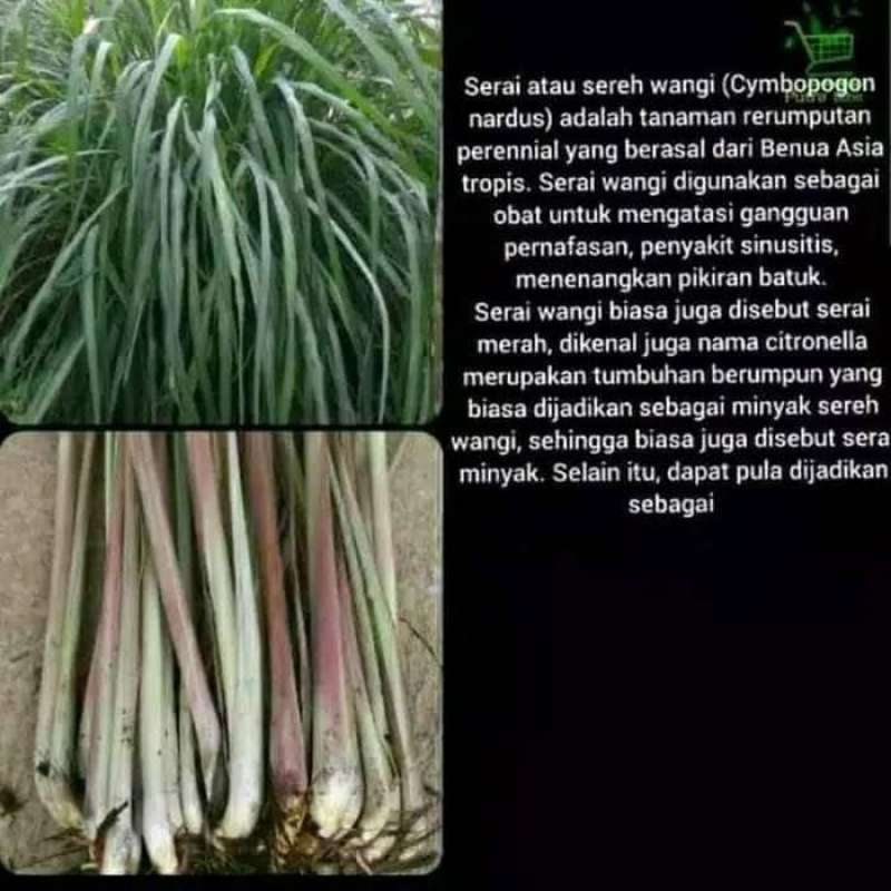 Jual Tanaman Sereh Merah 💯 Harga Murah & Kualitas Terbaik Oktober 2025