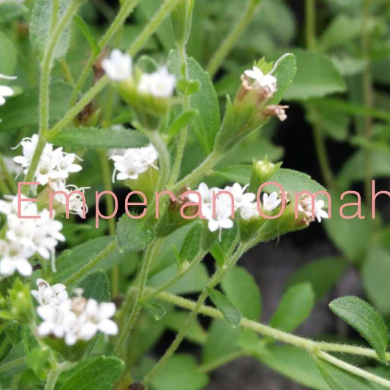 Pohon Daun Stevia Lengkap Harga Terbaru Maret 2024 | Blibli