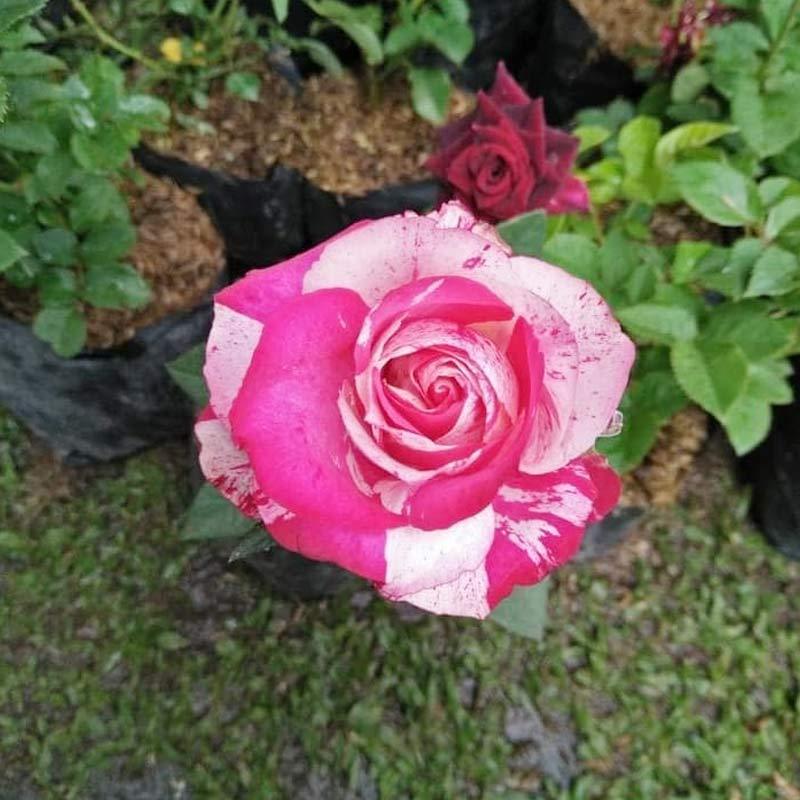 Paling Bagus 28+ Bunga Mawar Batik Pink - Gambar Bunga Indah