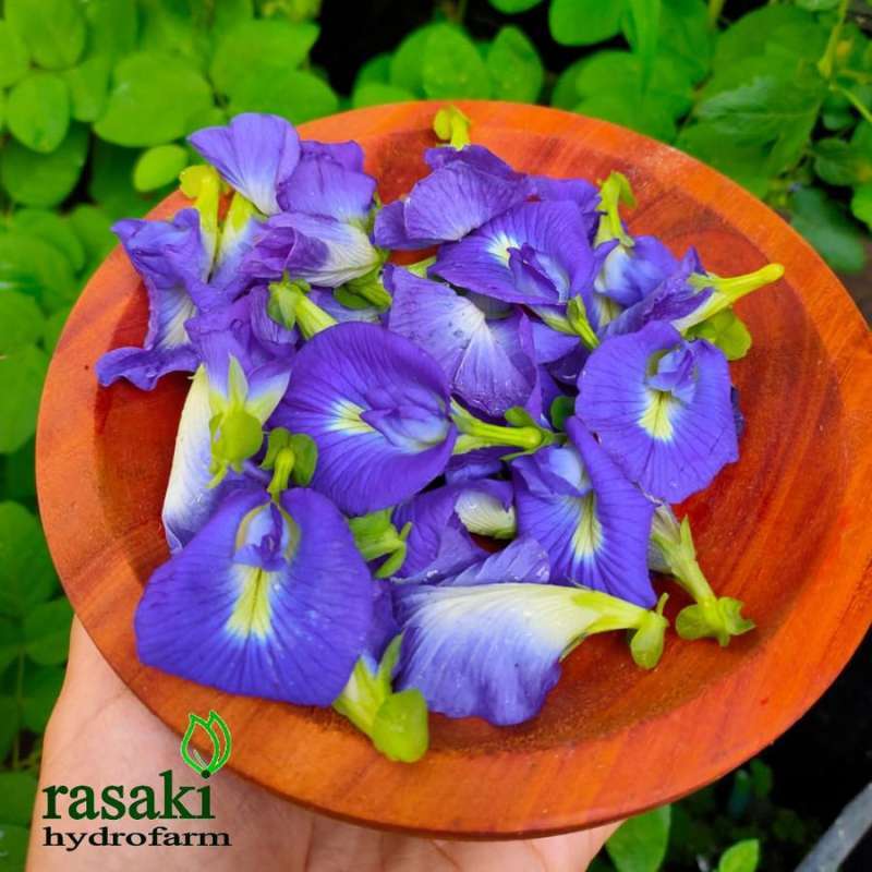 Jual bunga telang segar fresh butterfly pea di Seller Rasaki hydroganic ...