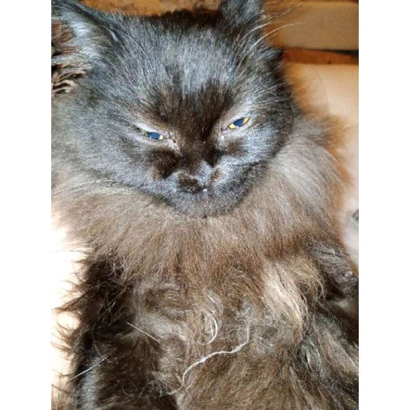 Kucing Persia Abu Abu Hitam