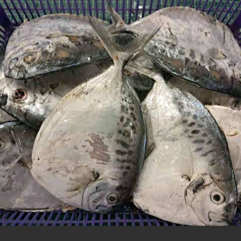 Jual ikan semar frozen 1kg - 22 seafood di Seller 22 Seafood Bekasi ...