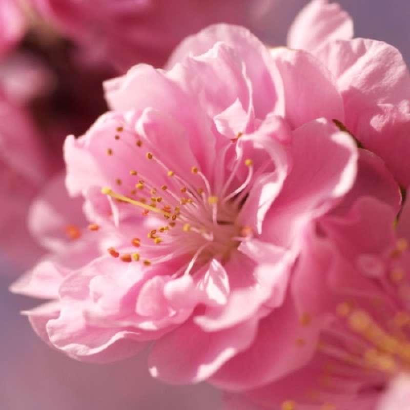 Jual Dripp Syrup Sakura 760ml di Seller Sahabat Horeca Jaktim ...