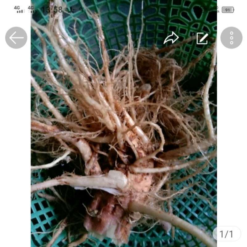 Jual Akar bayam duri 250 gr di Seller Sumberrezki - Kab. Lampung Tengah ...