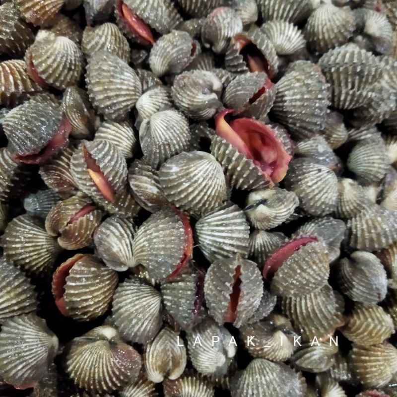 Jual Kerang Dara Hidup Live Seafood Harian Segar Dan BERGARANSI 1Kg ...